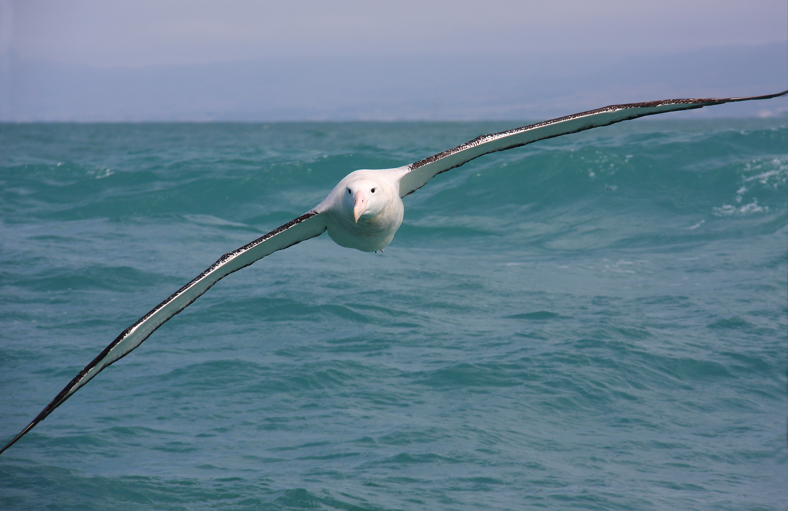 Albatross Watching Tours, Kaikoura, Albatross Encounter