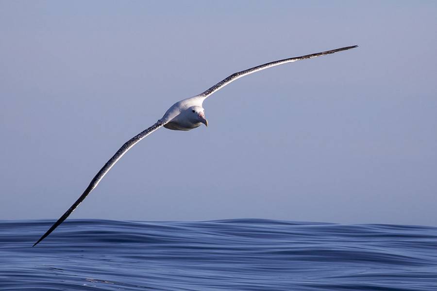 Kaikōura Seabirds - Albatross Encounter