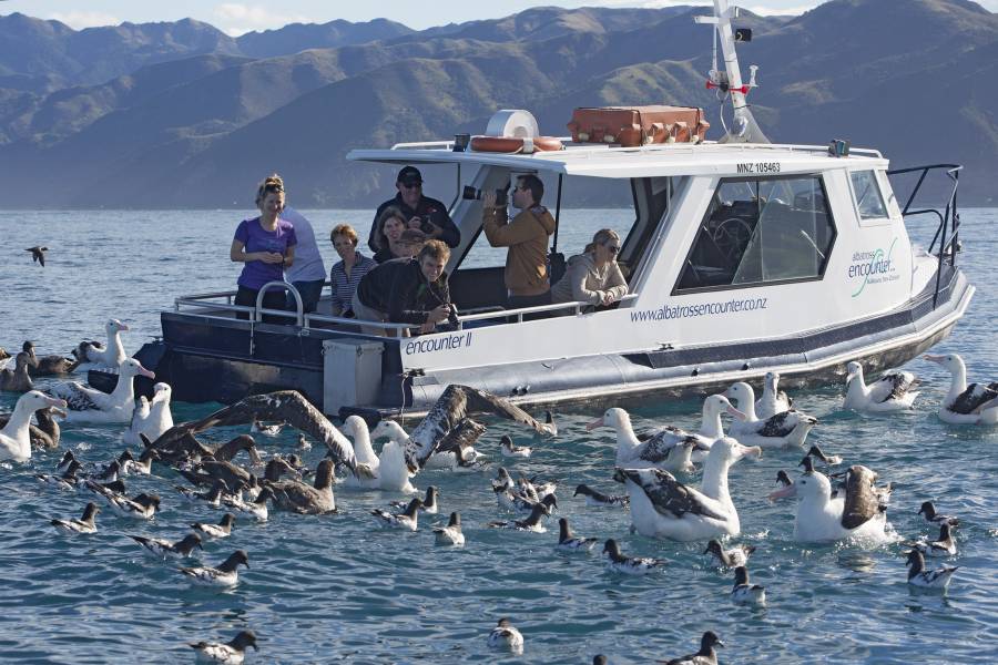 Before Your Tour - Albatross Encounter