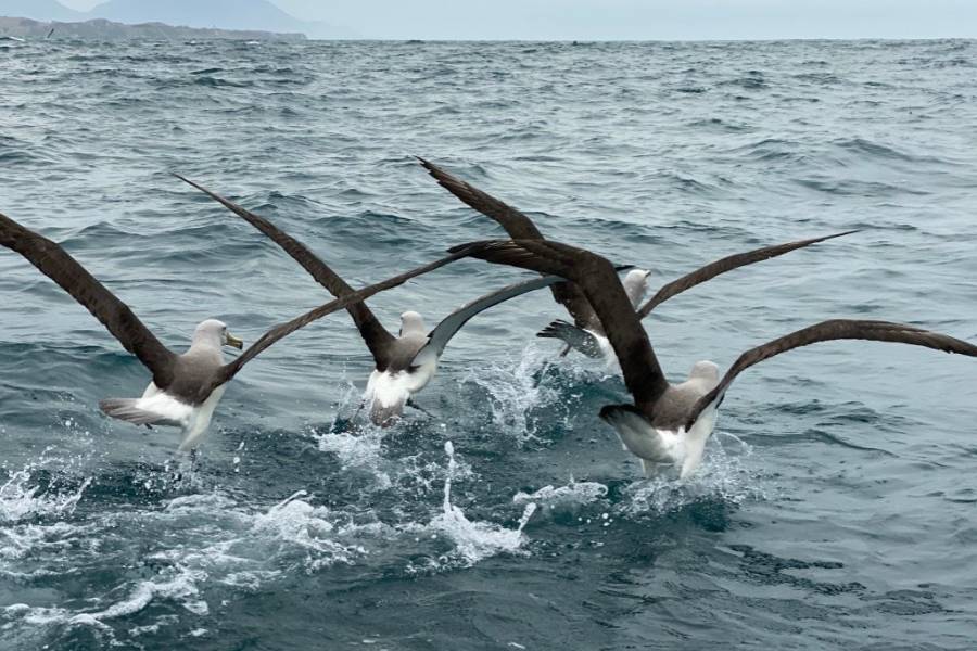 Deals & Packages - Albatross Encounter